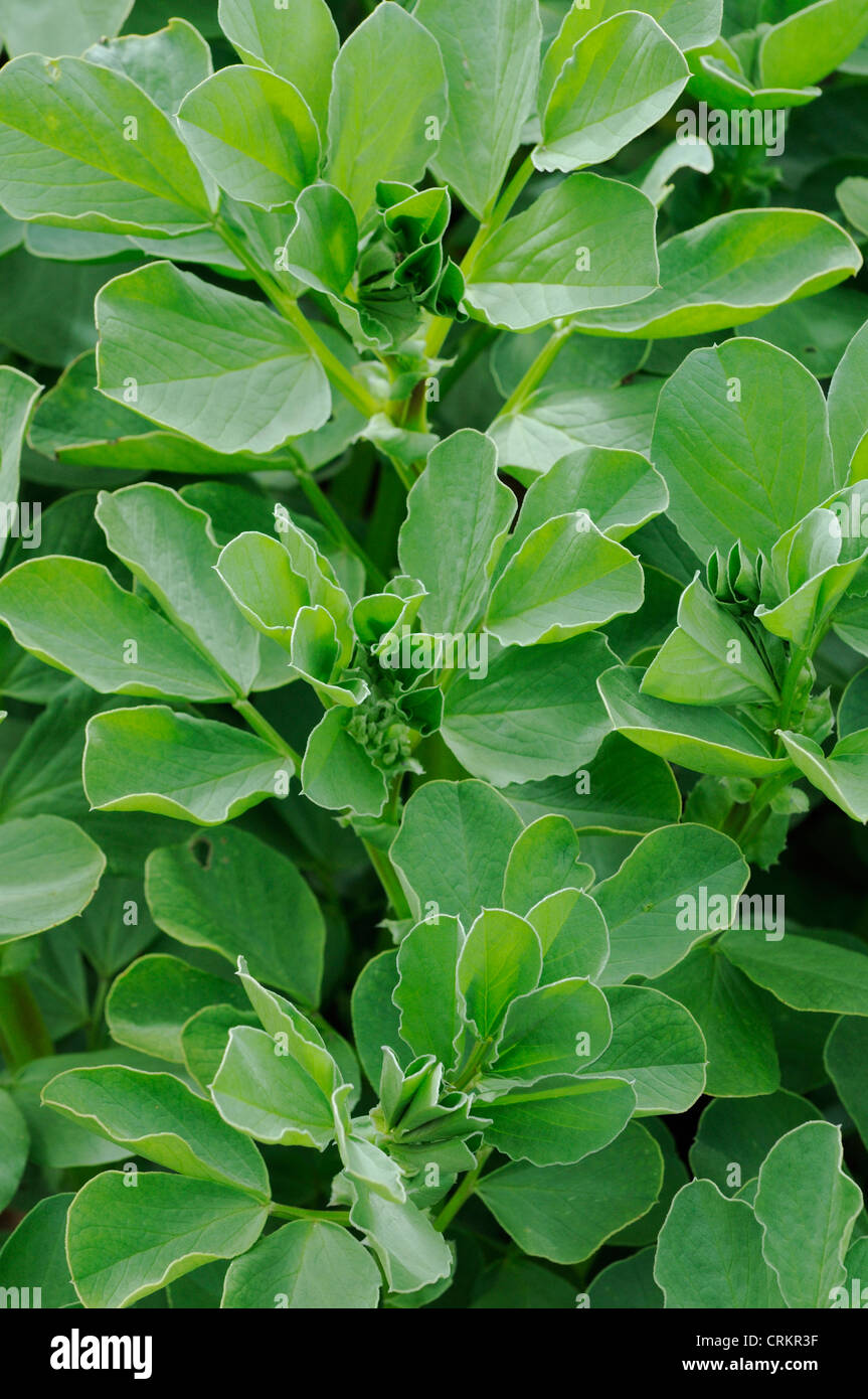 Fava vicia faba immagini e fotografie stock ad alta risoluzione - Alamy