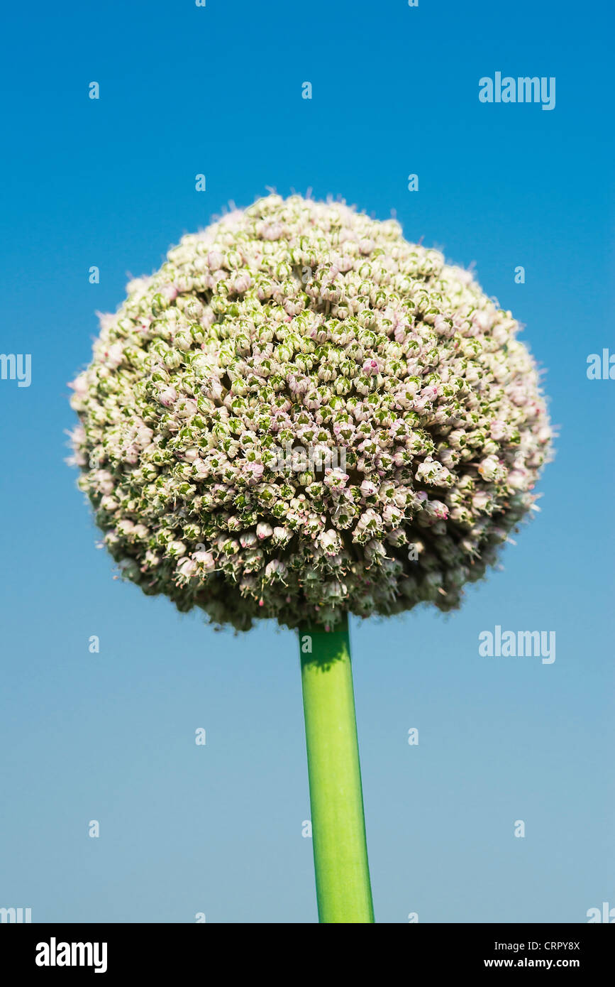 Cipolla estiva immagini e fotografie stock ad alta risoluzione - Alamy