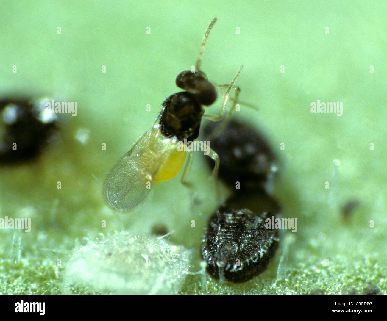 Parassitoide wasp Encarsia formosa con scale whitefly Foto stock - Alamy