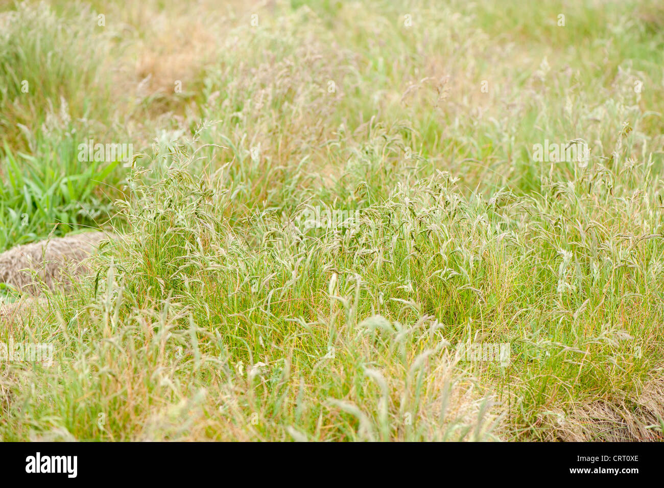 Festuca rossa strisciante immagini e fotografie stock ad alta ...