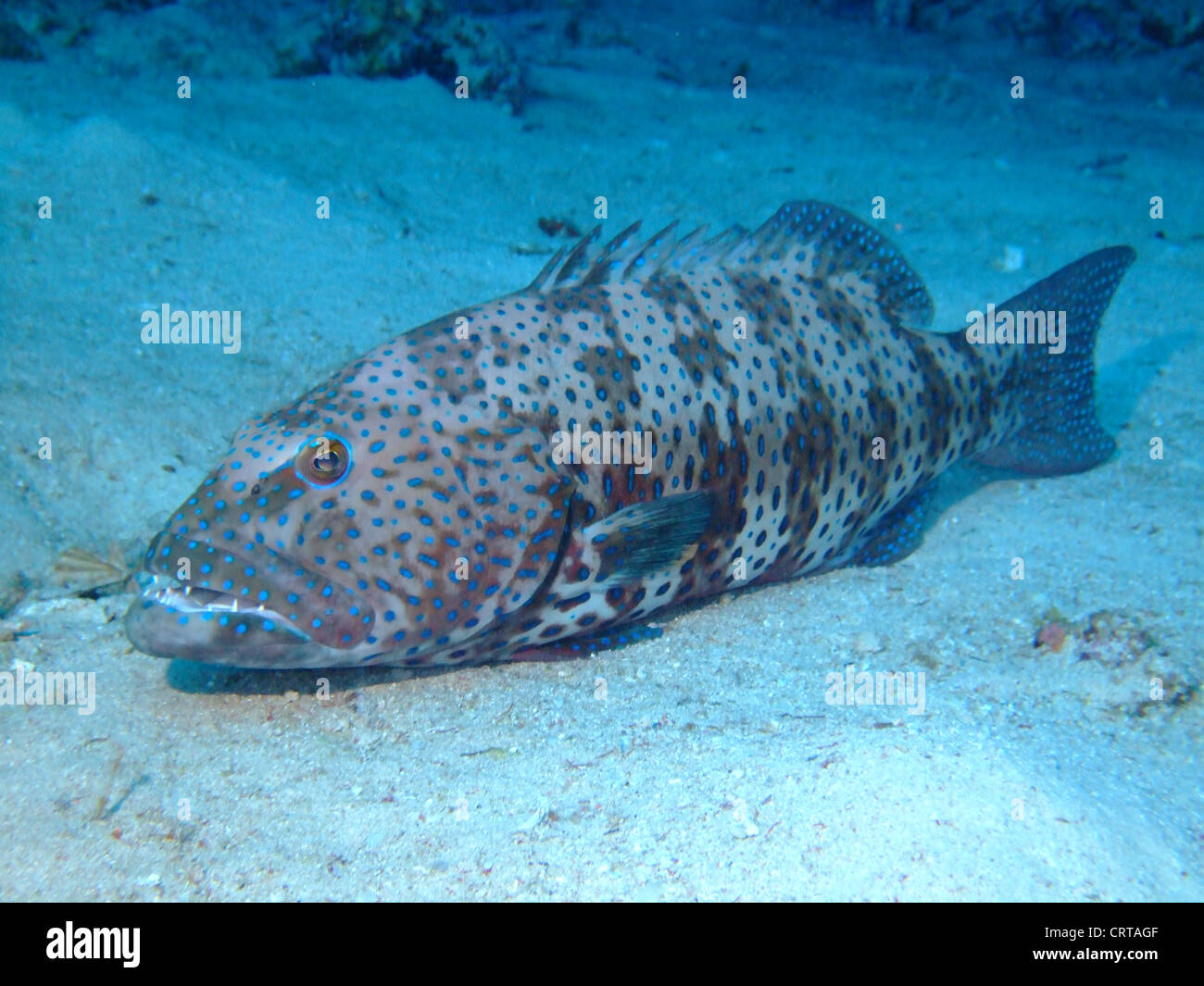 Red sea coral grouper immagini e fotografie stock ad alta risoluzione ...