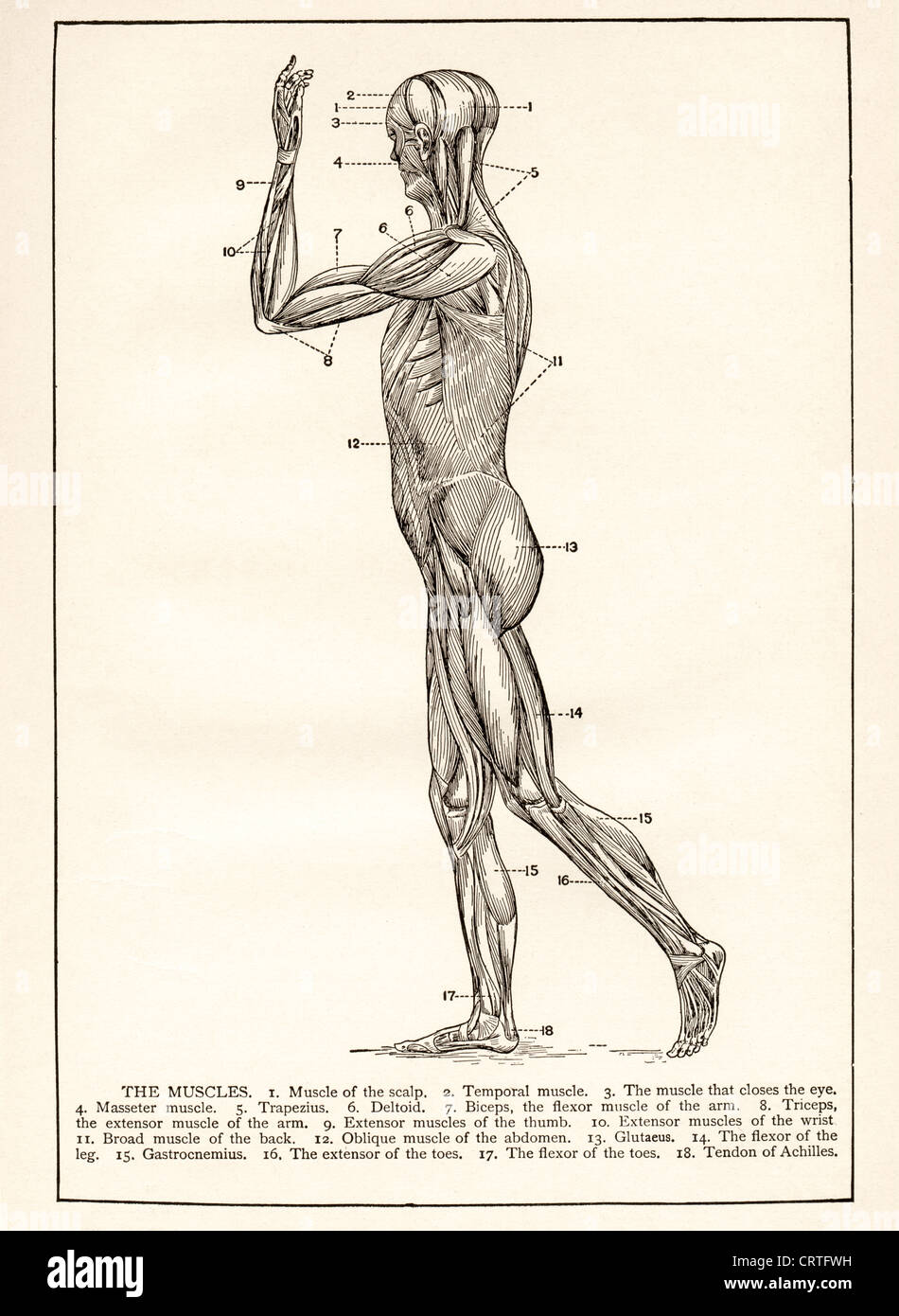 Muscoli del corpo umano immagini e fotografie stock ad alta risoluzione ...
