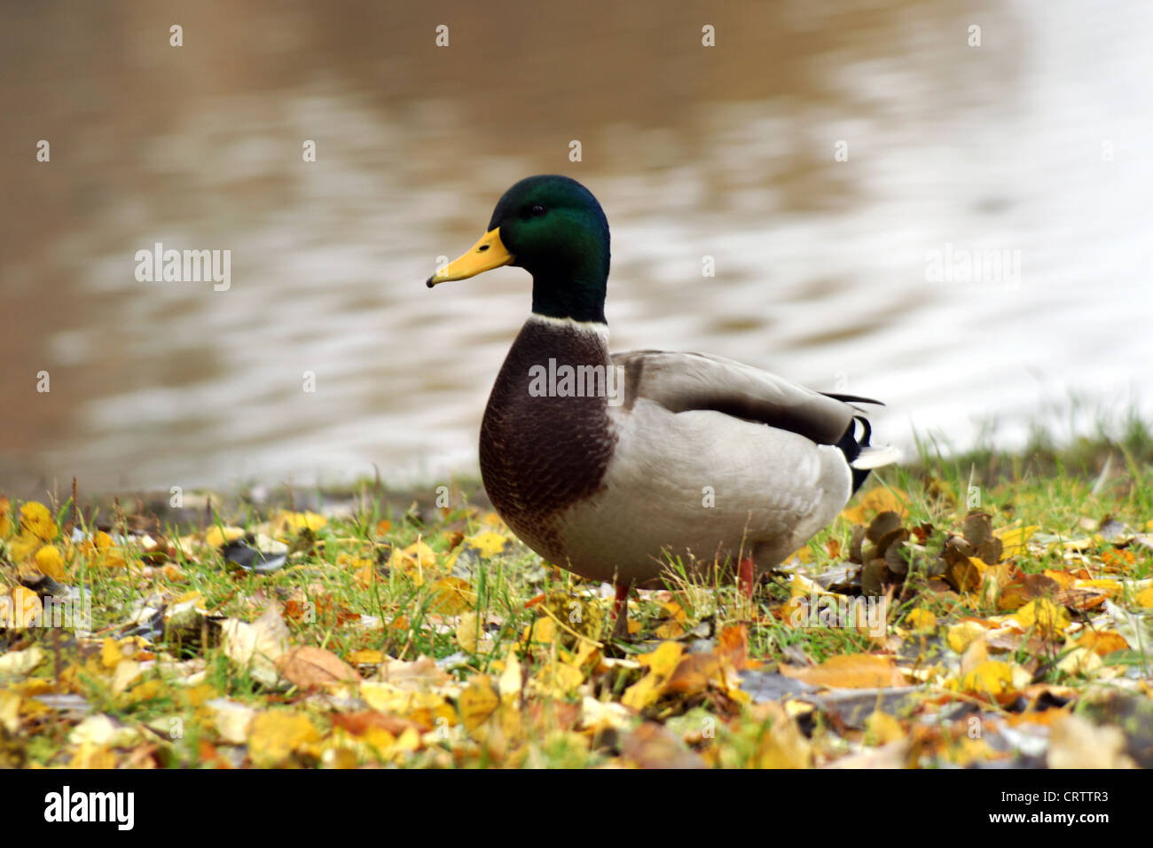 Stand di anatra selvatica immagini e fotografie stock ad alta ...