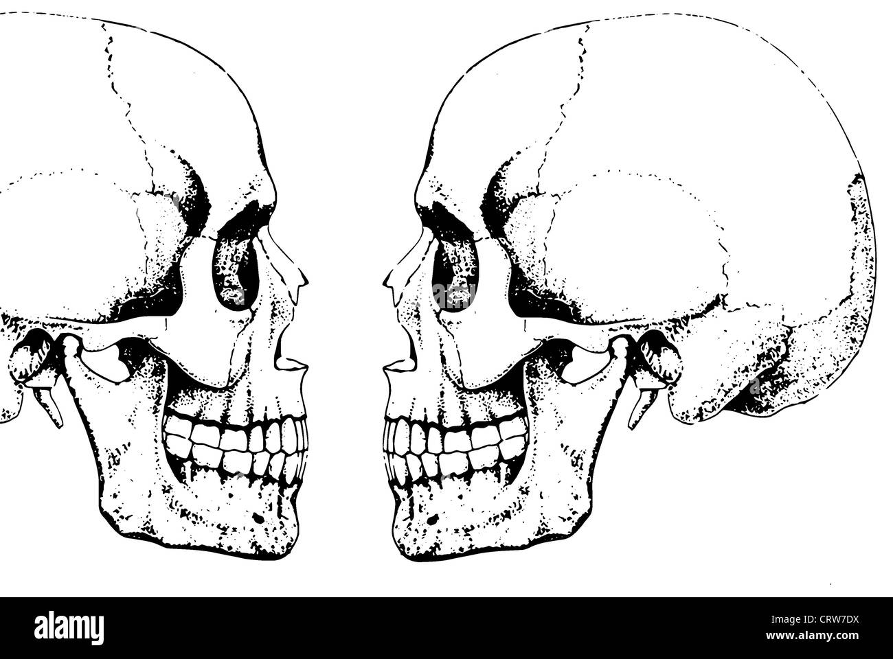 Processo Stiloideo Immagini e Fotos Stock - Alamy