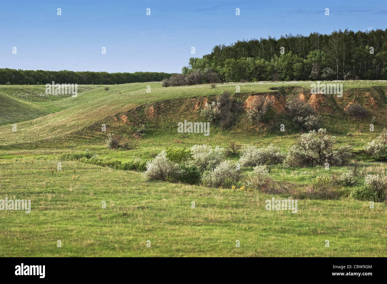 Foresta del burrone immagini e fotografie stock ad alta risoluzione - Alamy