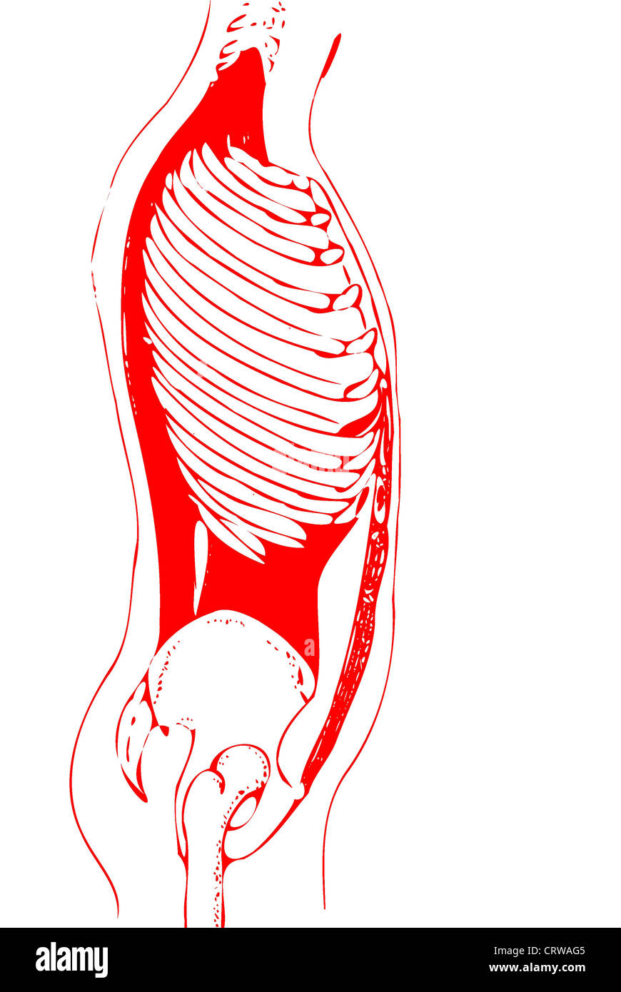 Richtige korperhaltung immagini e fotografie stock ad alta risoluzione ...