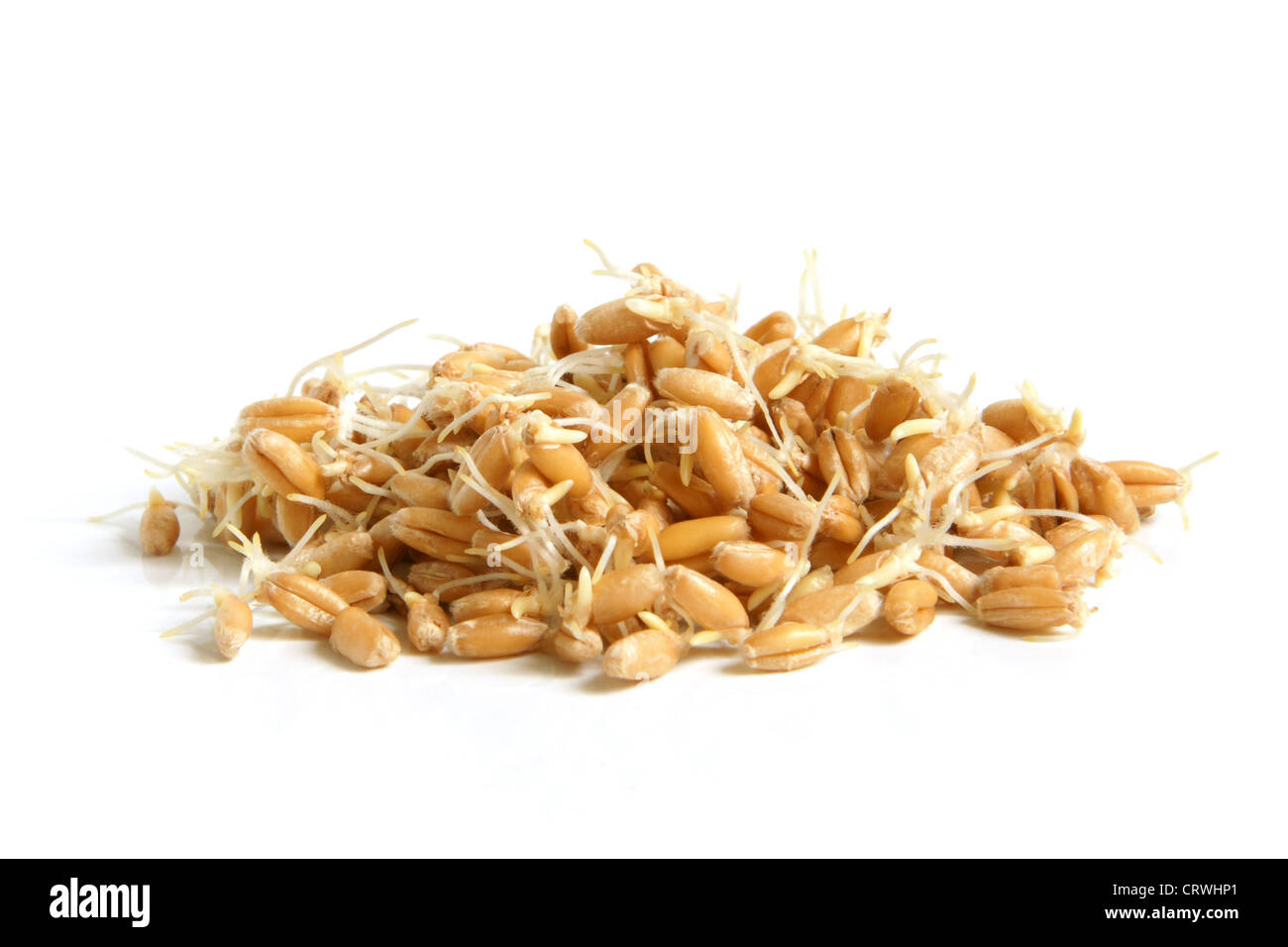 I germi immagini e fotografie stock ad alta risoluzione - Alamy