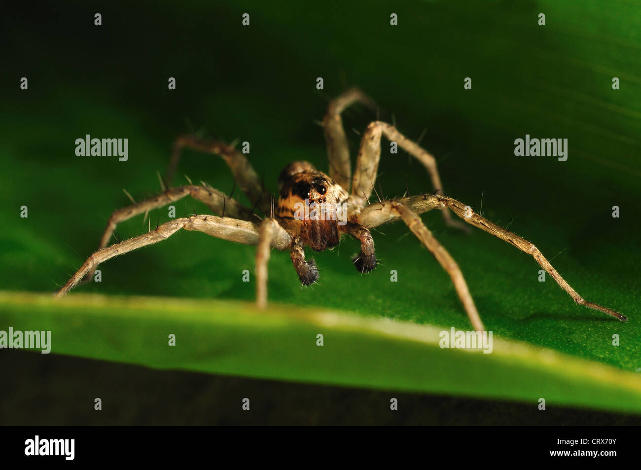 Huntsman spider sparassidae immagini e fotografie stock ad alta ...