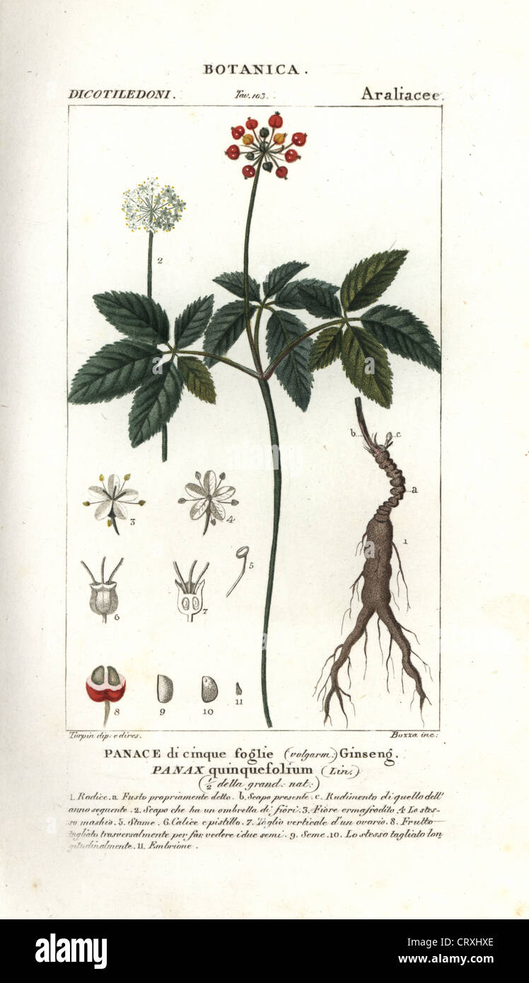 Panax quinquefolium immagini e fotografie stock ad alta risoluzione - Alamy