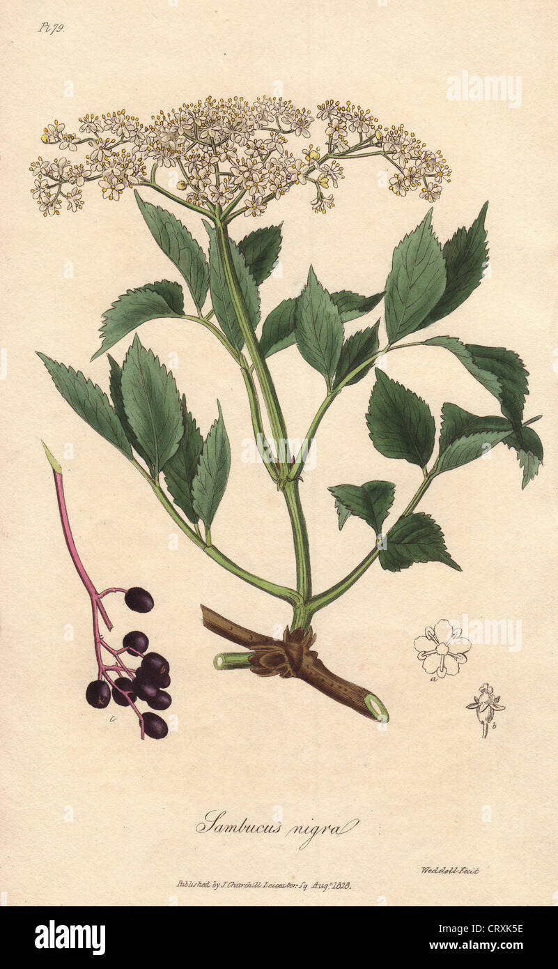 Illustrazione botanica di sambucus nigra immagini e fotografie stock ad ...