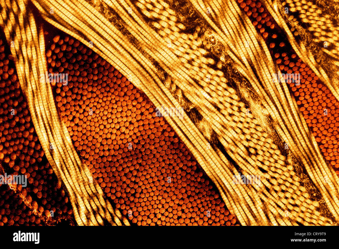 Collagene microscopio elettronico immagini e fotografie stock ad alta risoluzione - Alamy