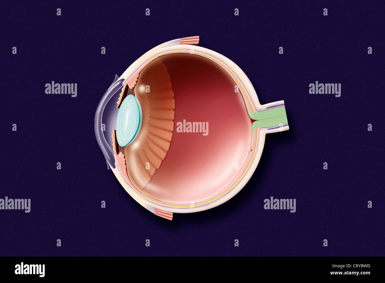 Occhio di disegno immagini e fotografie stock ad alta risoluzione - Alamy