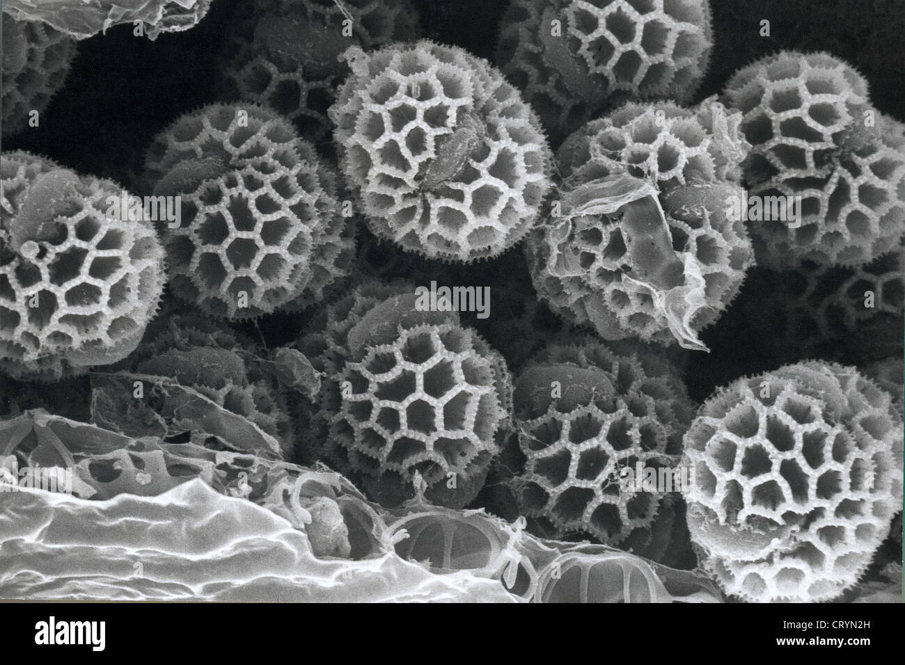 Electron microscope pollen immagini e fotografie stock ad alta ...