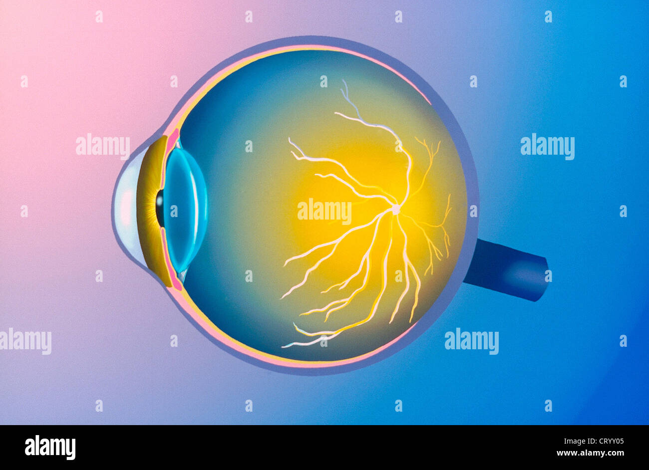Schema occhio anatomico e visione immagini e fotografie stock ad alta ...