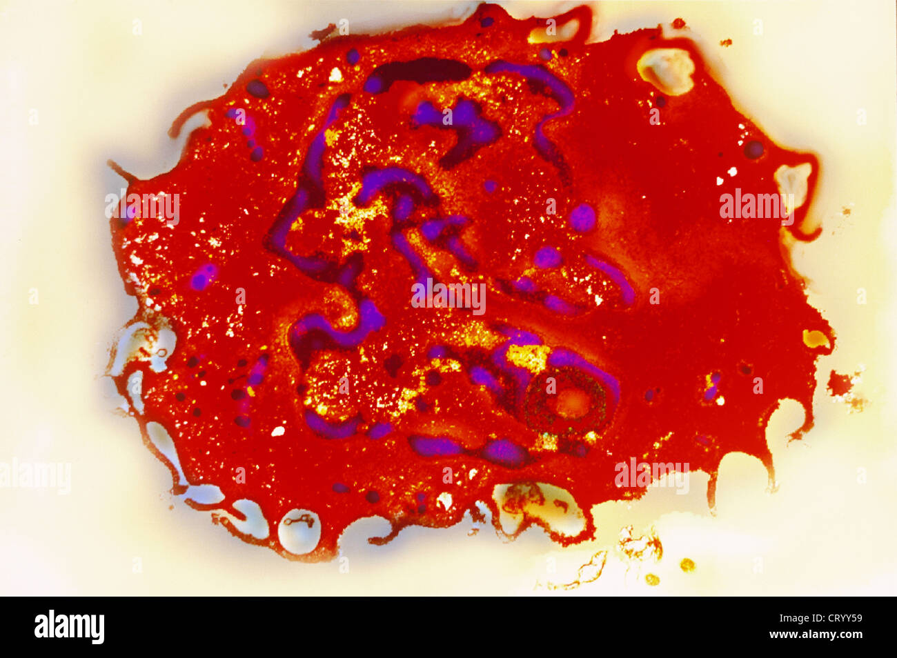 Monociti di sangue bianco immagini e fotografie stock ad alta ...