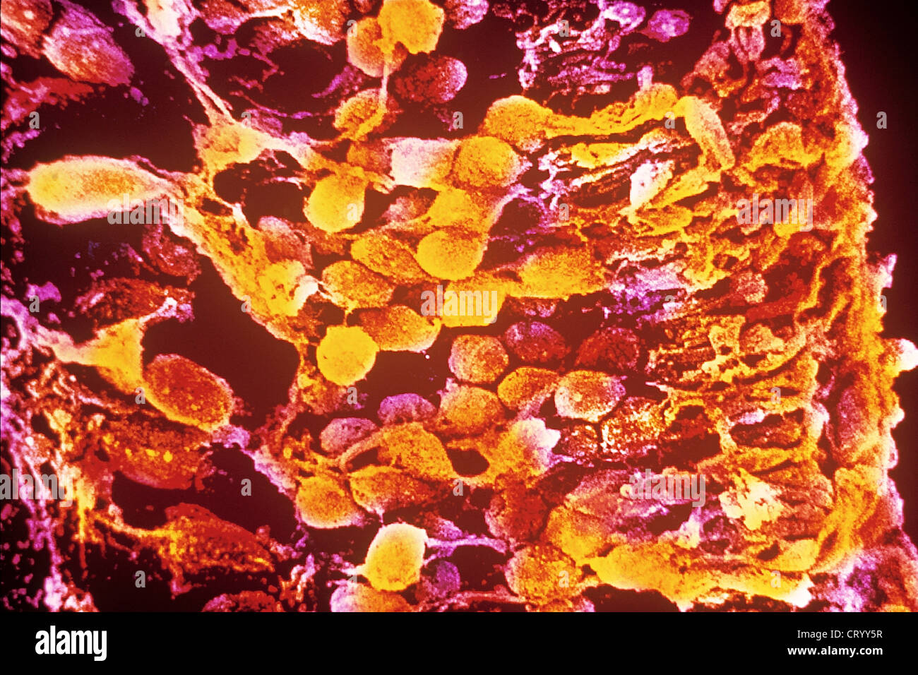 Strati della retina immagini e fotografie stock ad alta risoluzione - Alamy