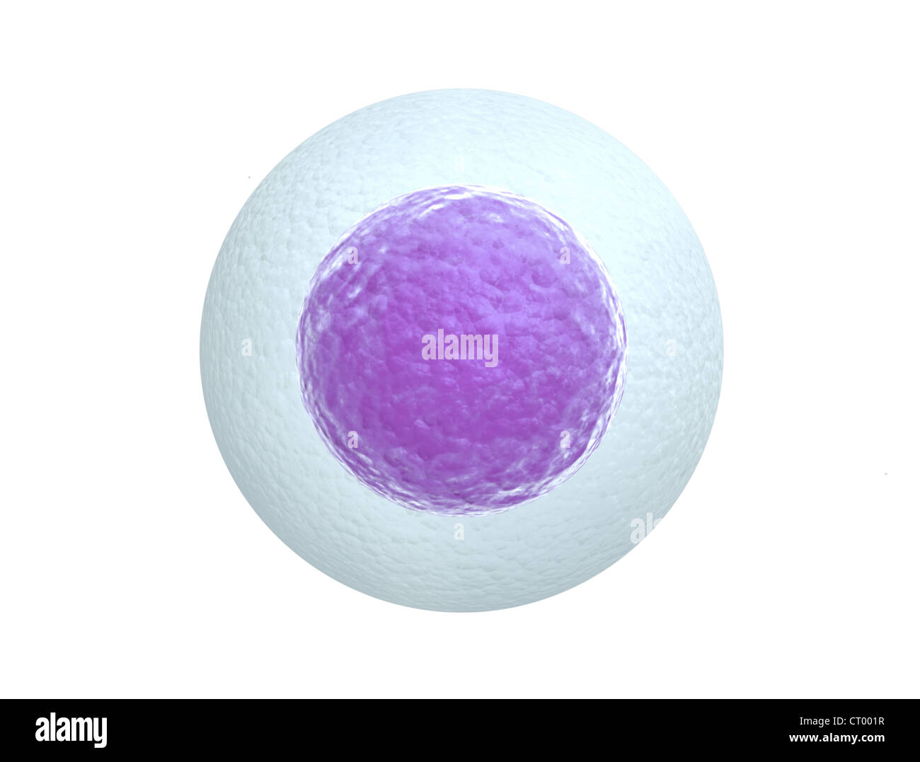 Human cellula uovo isolato su sfondo bianco Foto stock - Alamy