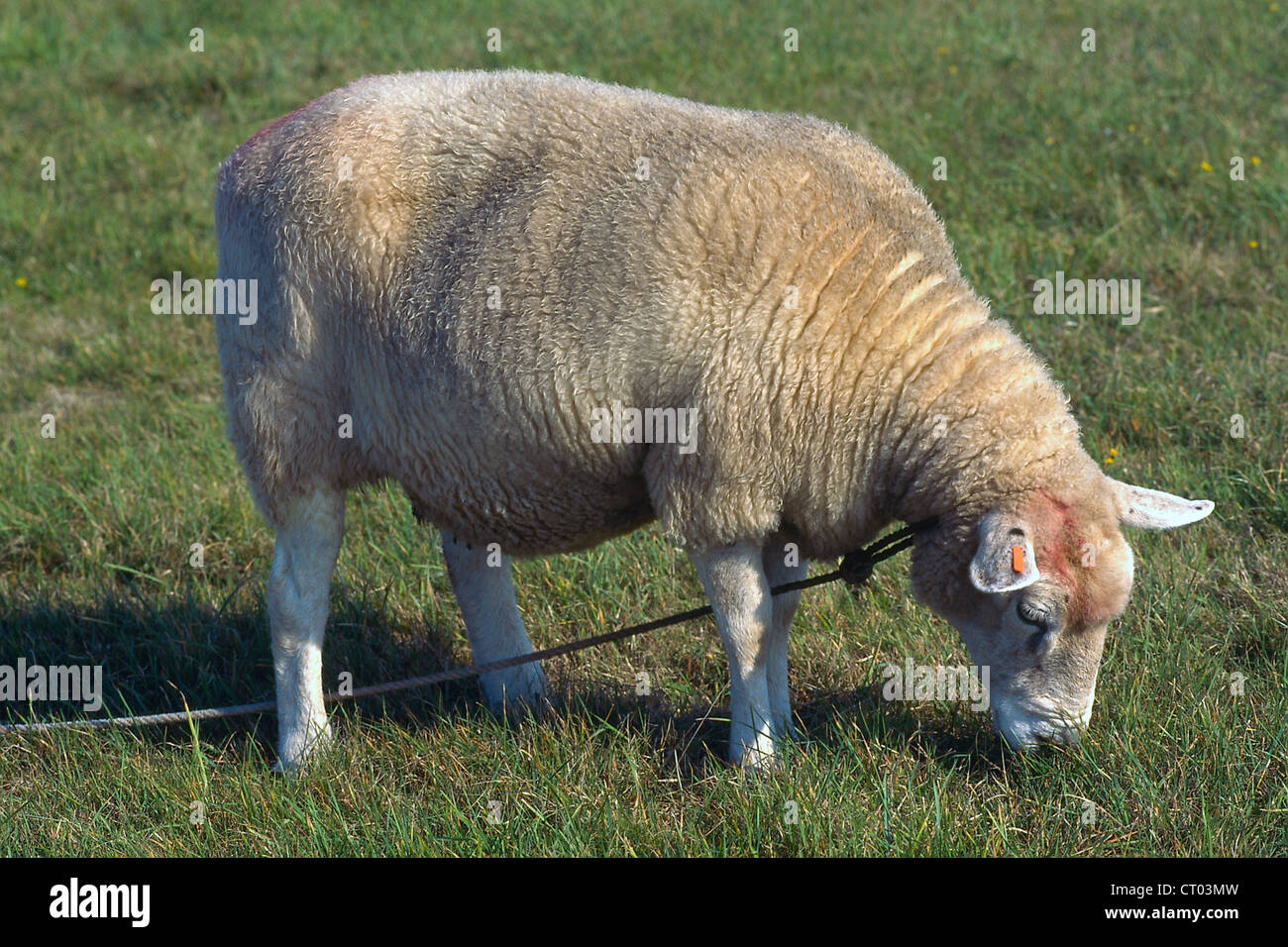 Malattie delle pecore immagini e fotografie stock ad alta risoluzione ...