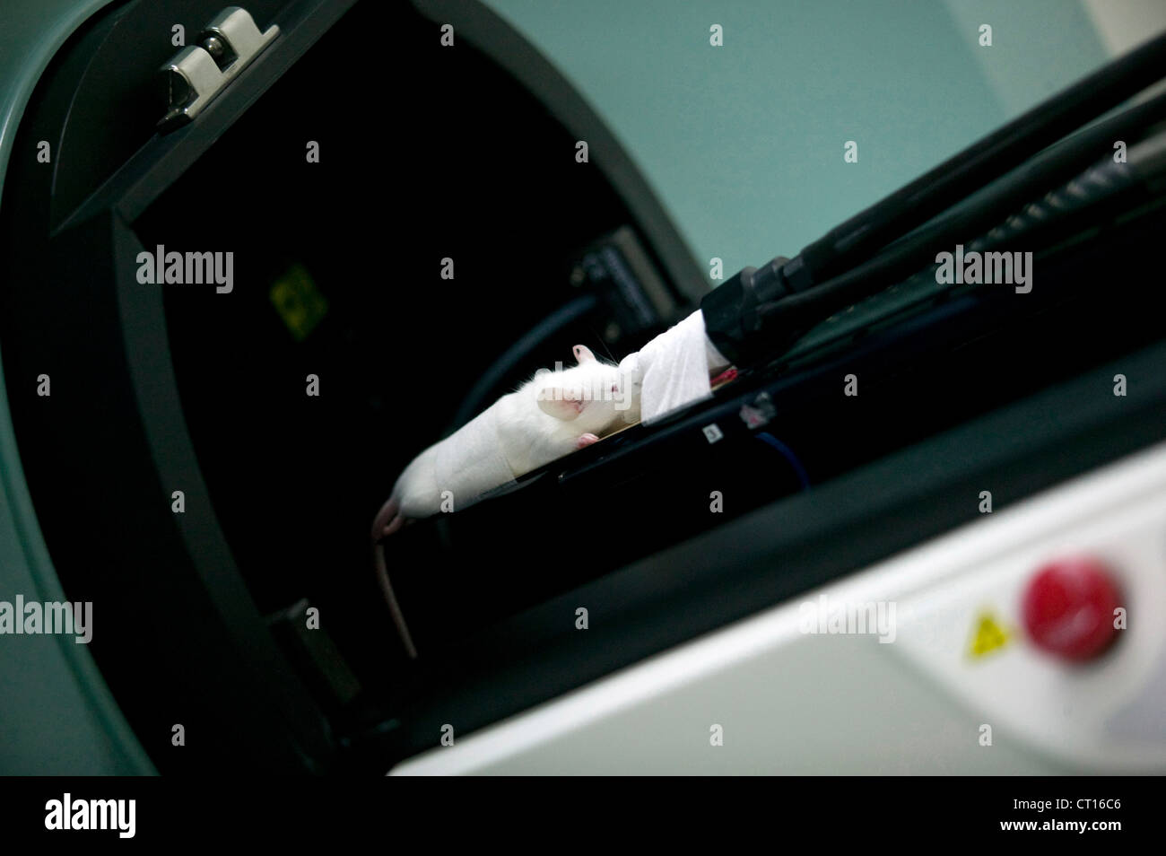 Scansione pet ct immagini e fotografie stock ad alta risoluzione - Alamy