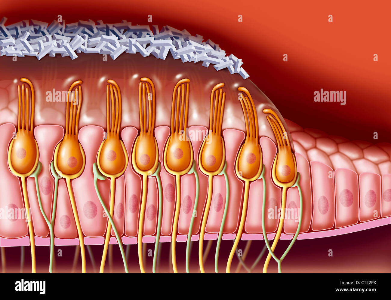 Utricular macula immagini e fotografie stock ad alta risoluzione - Alamy