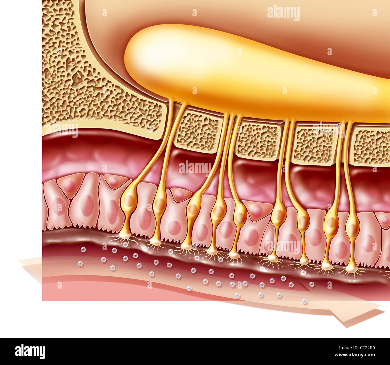 Cellule etmoidali immagini e fotografie stock ad alta risoluzione - Alamy
