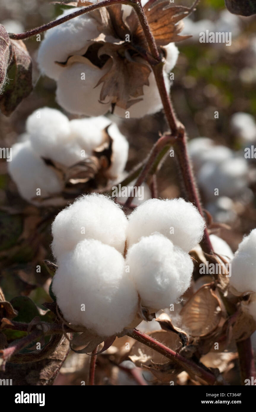 Pianta di cotone immagini e fotografie stock ad alta risoluzione - Alamy