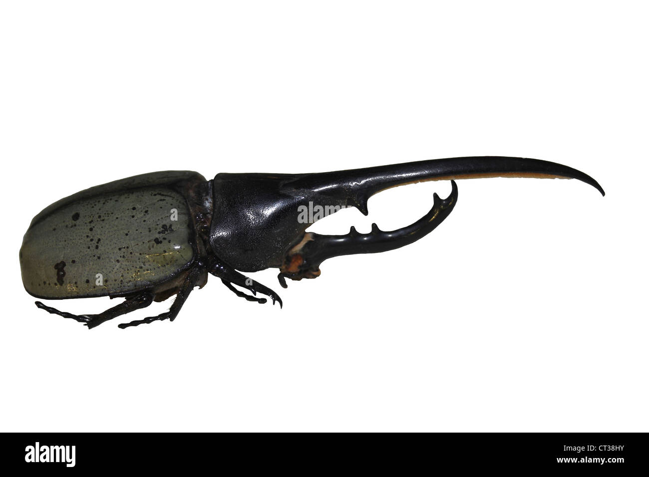 Scarabeo ercole immagini e fotografie stock ad alta risoluzione - Alamy