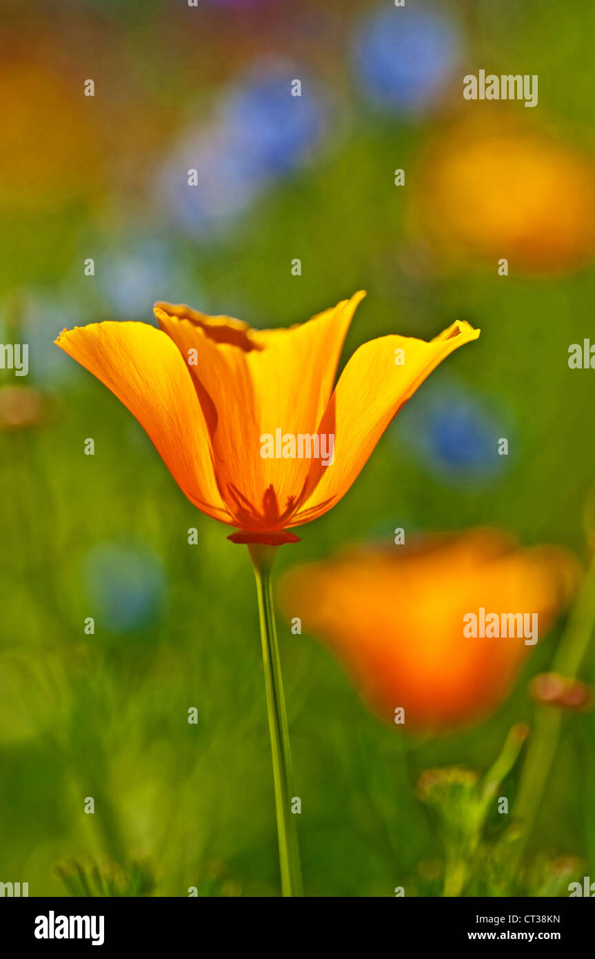 Papaver häufig immagini e fotografie stock ad alta risoluzione - Alamy