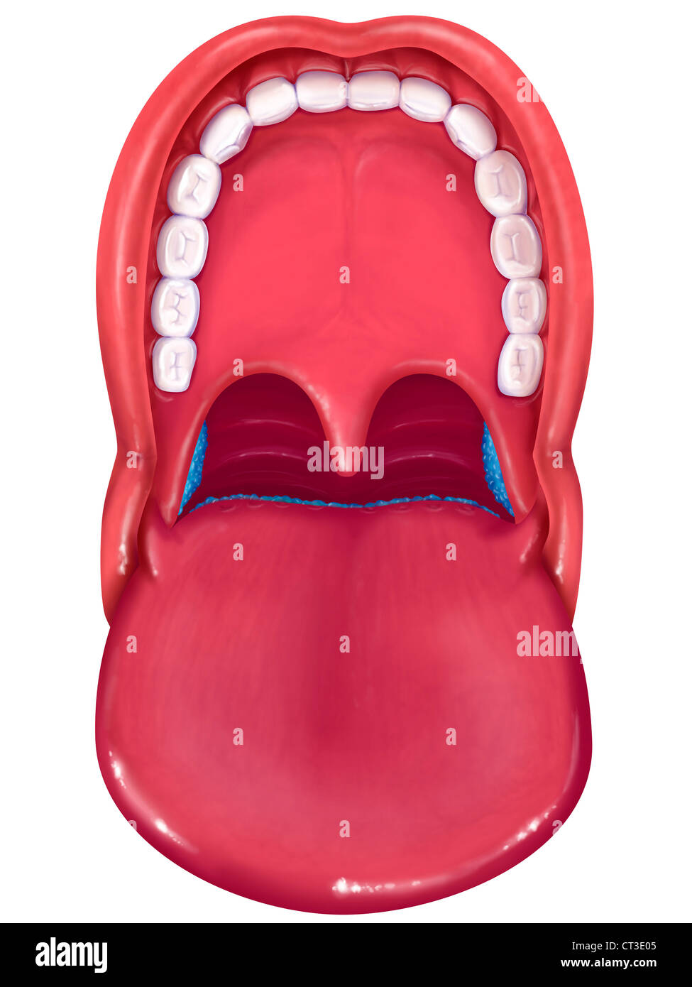 Tonsilla palatina immagini e fotografie stock ad alta risoluzione - Alamy