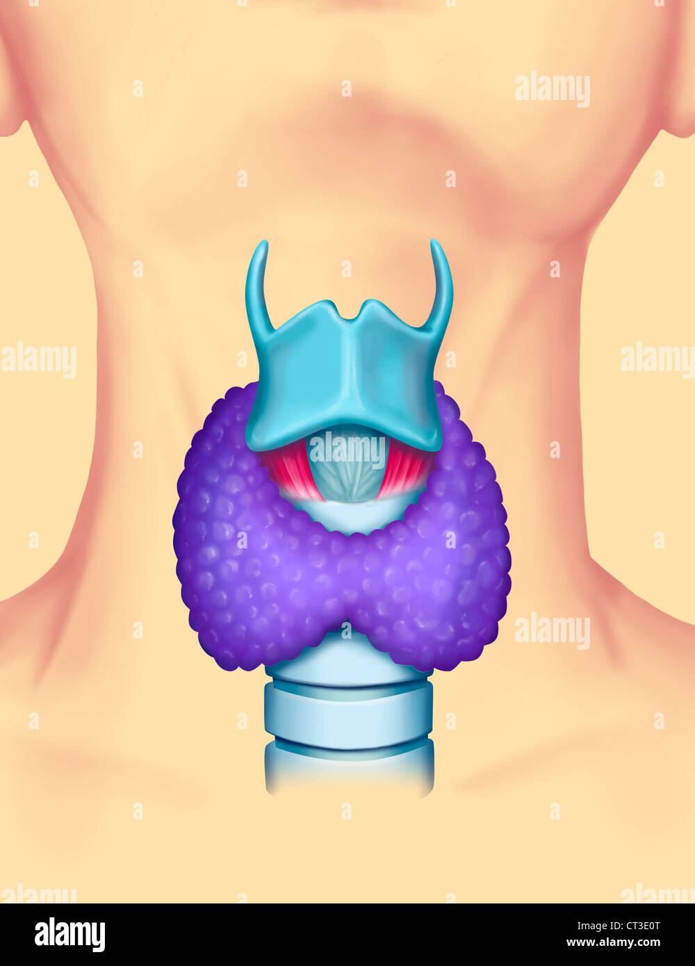 Tiroide normale immagini e fotografie stock ad alta risoluzione - Alamy