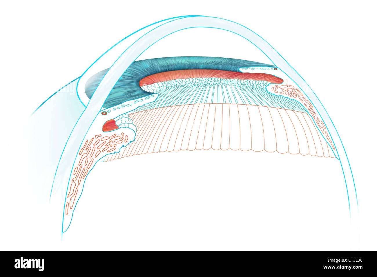 Schema occhio anatomico immagini e fotografie stock ad alta risoluzione ...