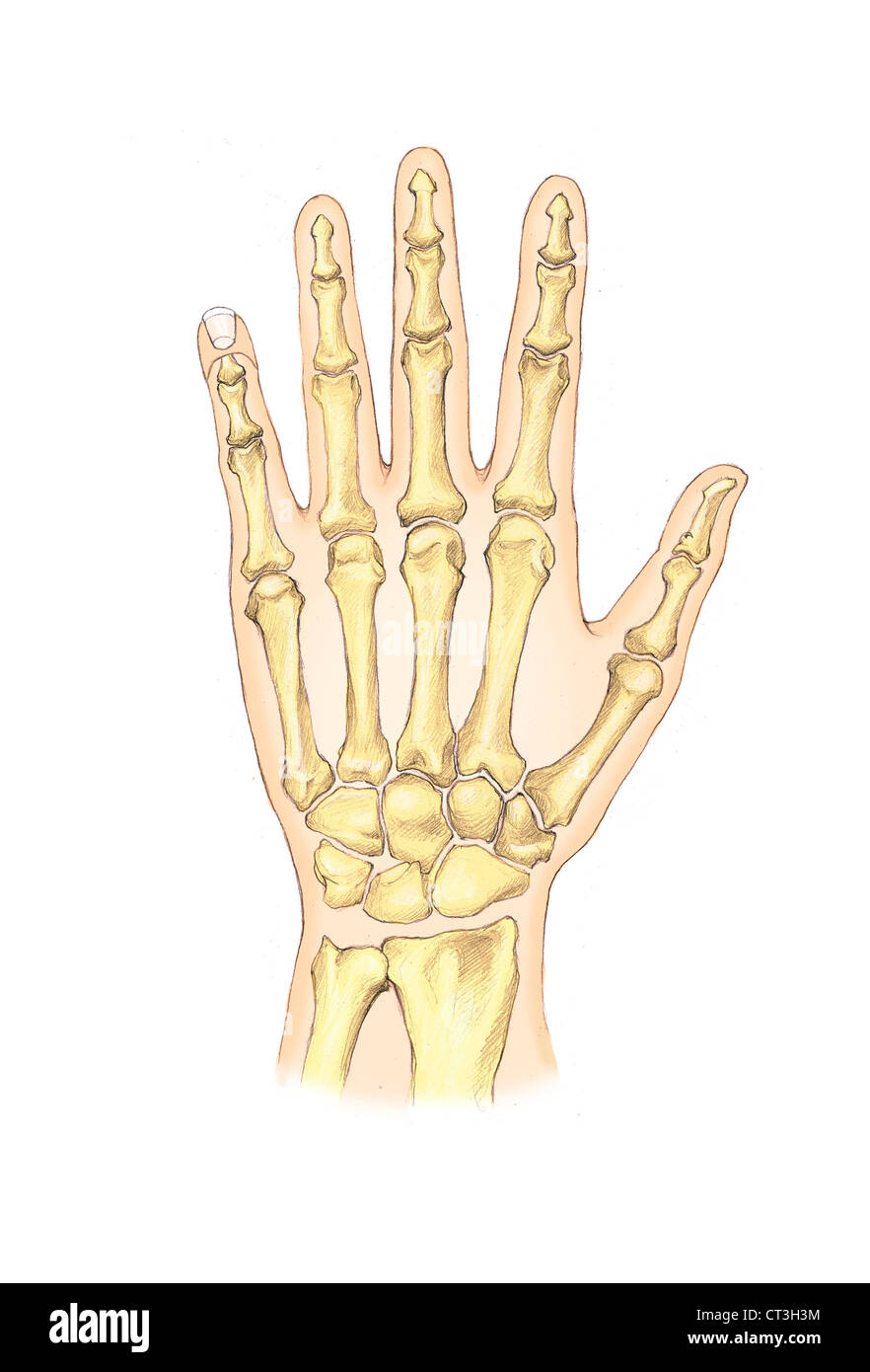 Mano scheletro immagini e fotografie stock ad alta risoluzione - Alamy