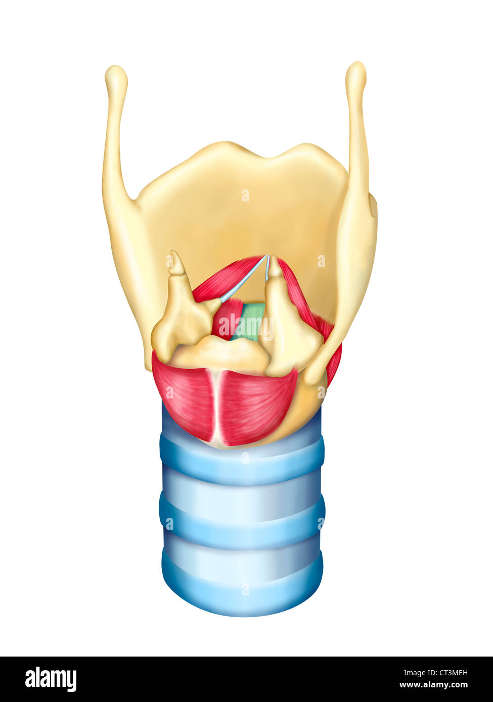 Anatomia della laringe immagini e fotografie stock ad alta risoluzione ...