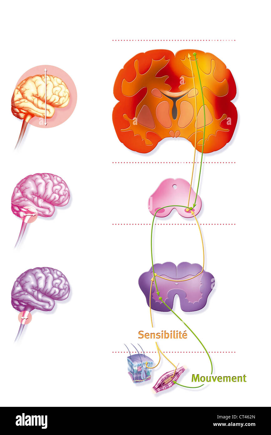 Sistema sensoriale immagini e fotografie stock ad alta risoluzione - Alamy