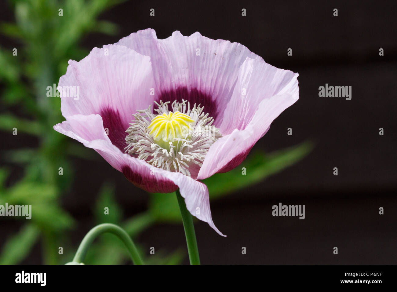 Opium poppy papaver somniferum immagini e fotografie stock ad alta ...