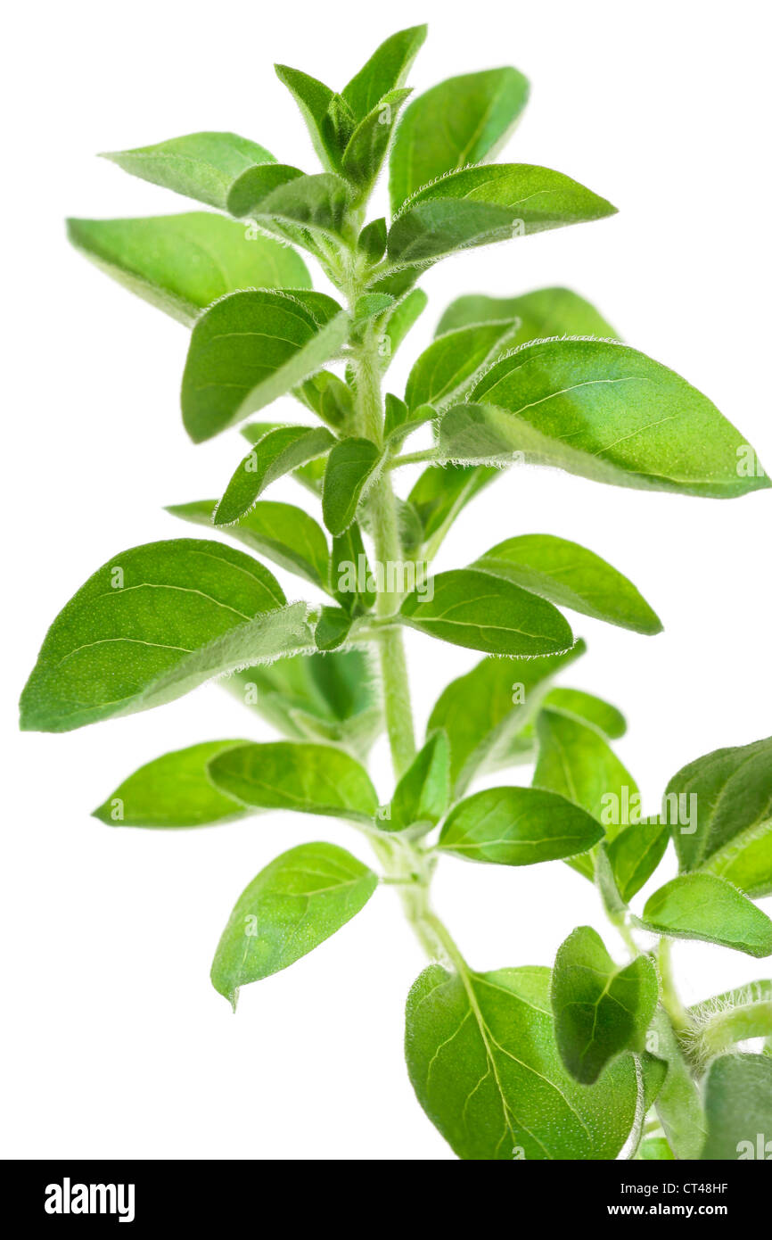 Origano origano sp immagini e fotografie stock ad alta risoluzione - Alamy
