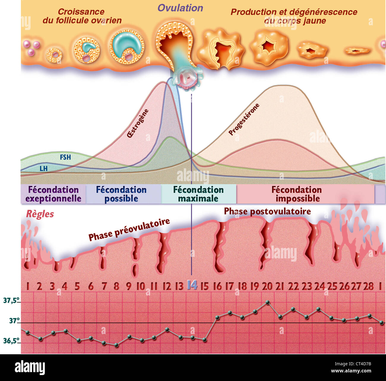 Ciclo mestruale, disegno Foto stock - Alamy