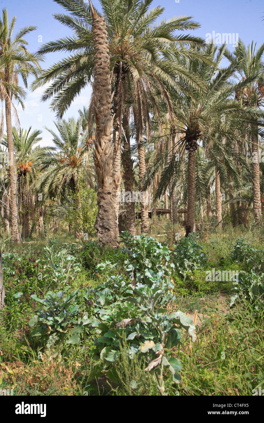 Coltivazione della palma da datteri immagini e fotografie stock ad alta ...