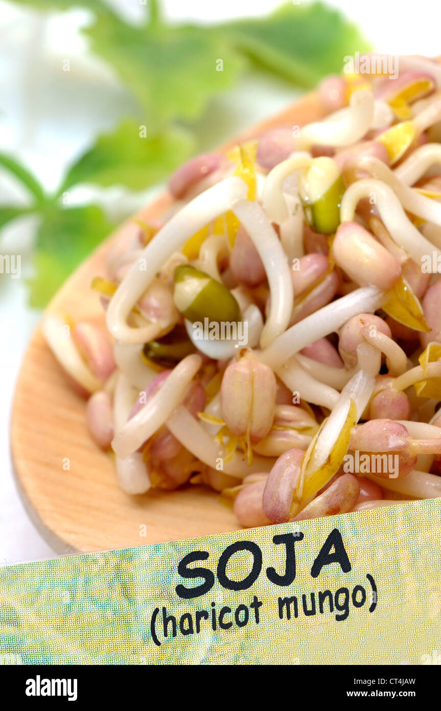 Fagiolo germinato immagini e fotografie stock ad alta risoluzione - Alamy