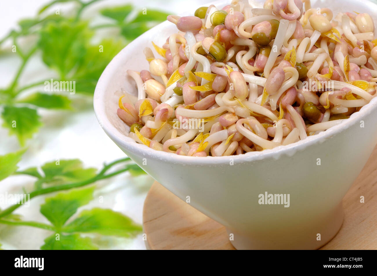 Fagiolo germinato immagini e fotografie stock ad alta risoluzione - Alamy