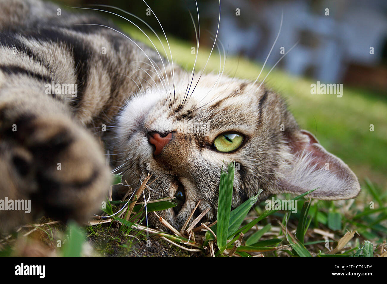 Benessere del gatto immagini e fotografie stock ad alta risoluzione - Alamy