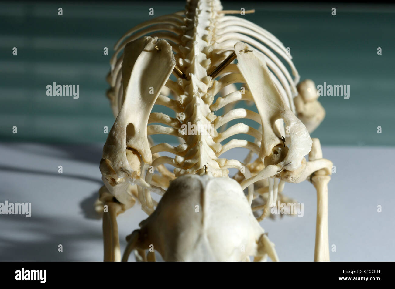 Teste semipeplici anatomia animale zootomia immagini e fotografie stock ...