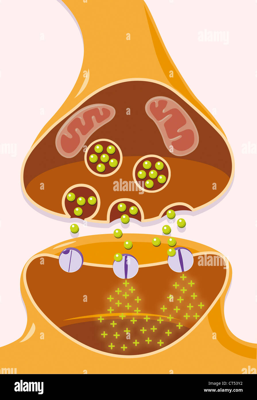 Sinapsi giunzioni immagini e fotografie stock ad alta risoluzione - Alamy