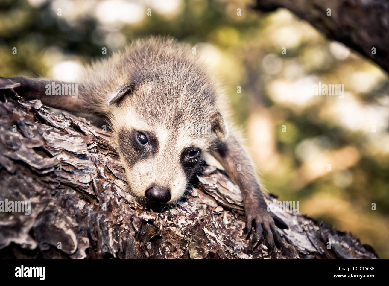 Procione racoon immagini e fotografie stock ad alta risoluzione - Alamy