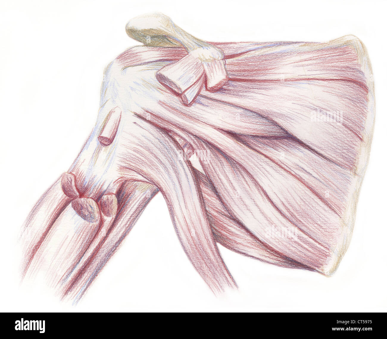 I muscoli della spalla umana immagini e fotografie stock ad alta ...