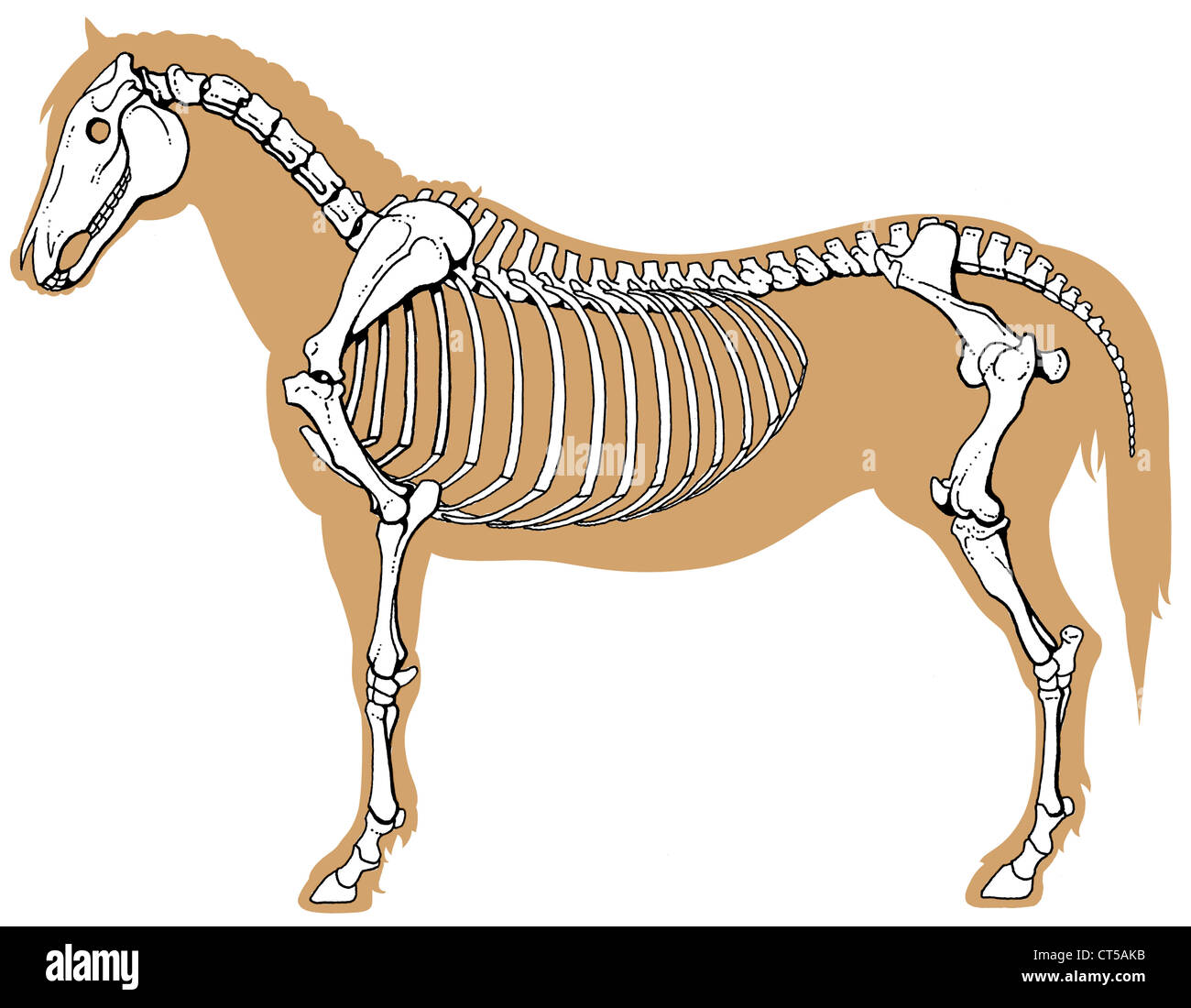 Anatomia Degli Animali Scheletro Immagini e Fotos Stock - Pagina 10 - Alamy