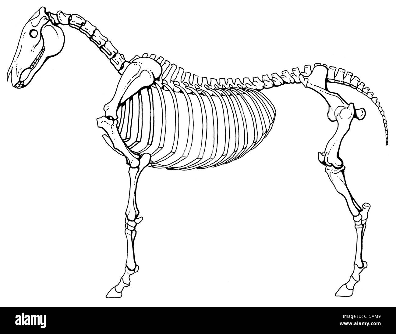 Scheletro Anatomia Disegni Foto e Immagini Stock in Bianco e Nero - Alamy