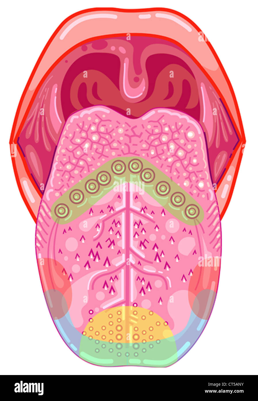 Anatomia del gusto Immagini senza sfondo e Foto Stock ritagliate - Alamy
