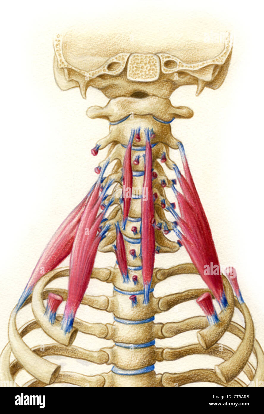 Posterior scalene immagini e fotografie stock ad alta risoluzione - Alamy