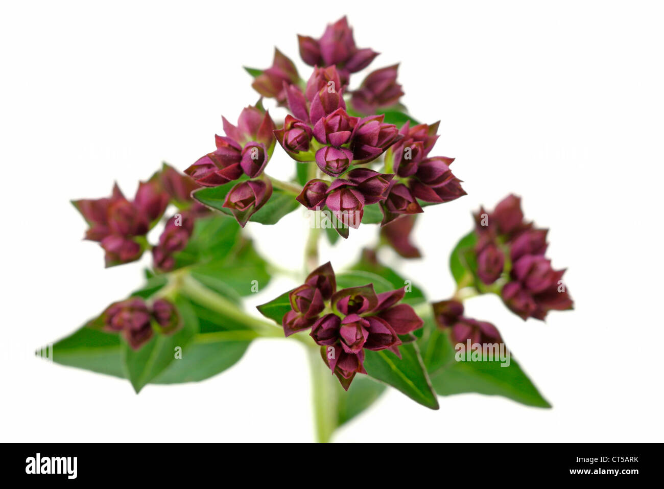 Origano origano sp immagini e fotografie stock ad alta risoluzione - Alamy